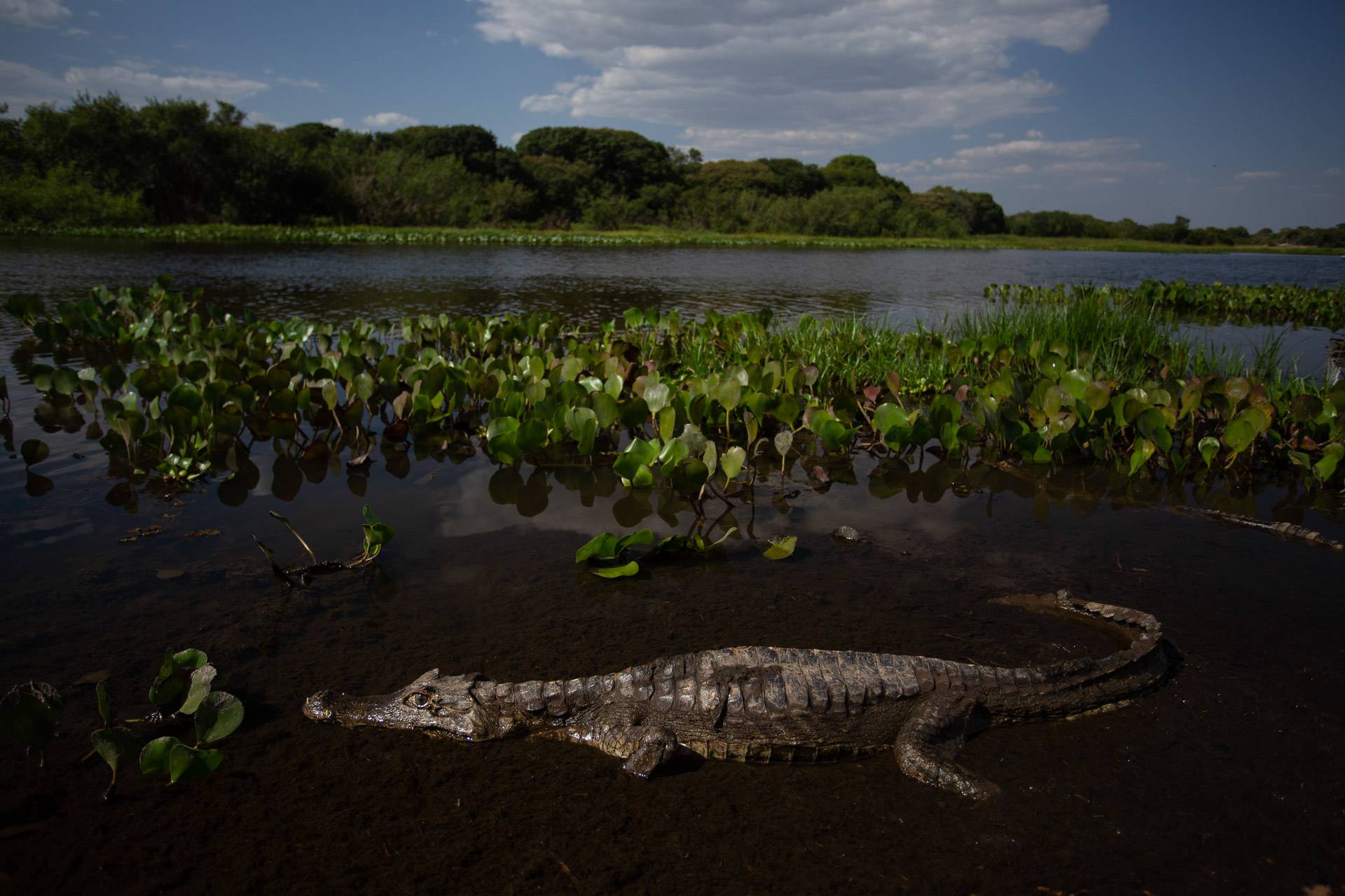 Mudanças climáticas impõem desafios ambientais ao Pantanal - Notícias ... Mudanças climáticas impõem desafios ambientais ao Pantanal - Notícias ...